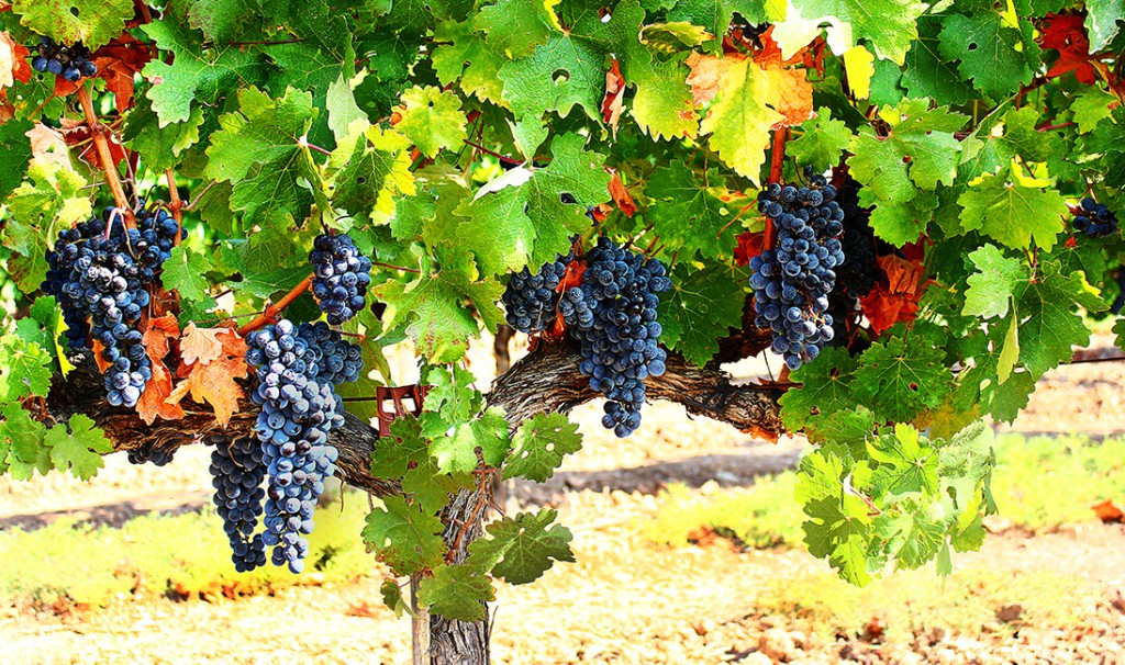 Vino Monastrell en Alicante Tierra de Monastrell - Casa Cesilia